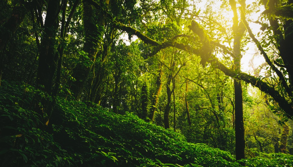 Natural capital projects in Scotland: carbon credits | Burness Paull